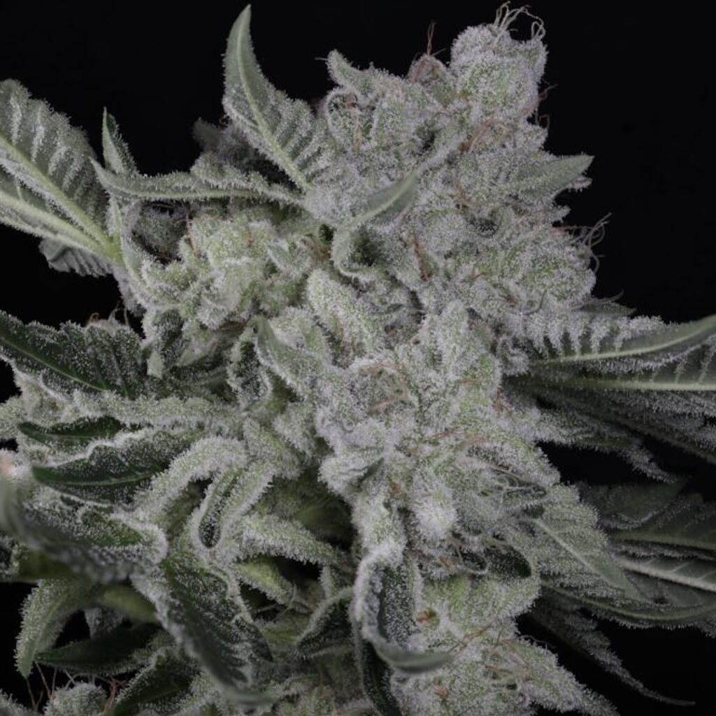 Bubba Whip! - Maine Clone Company