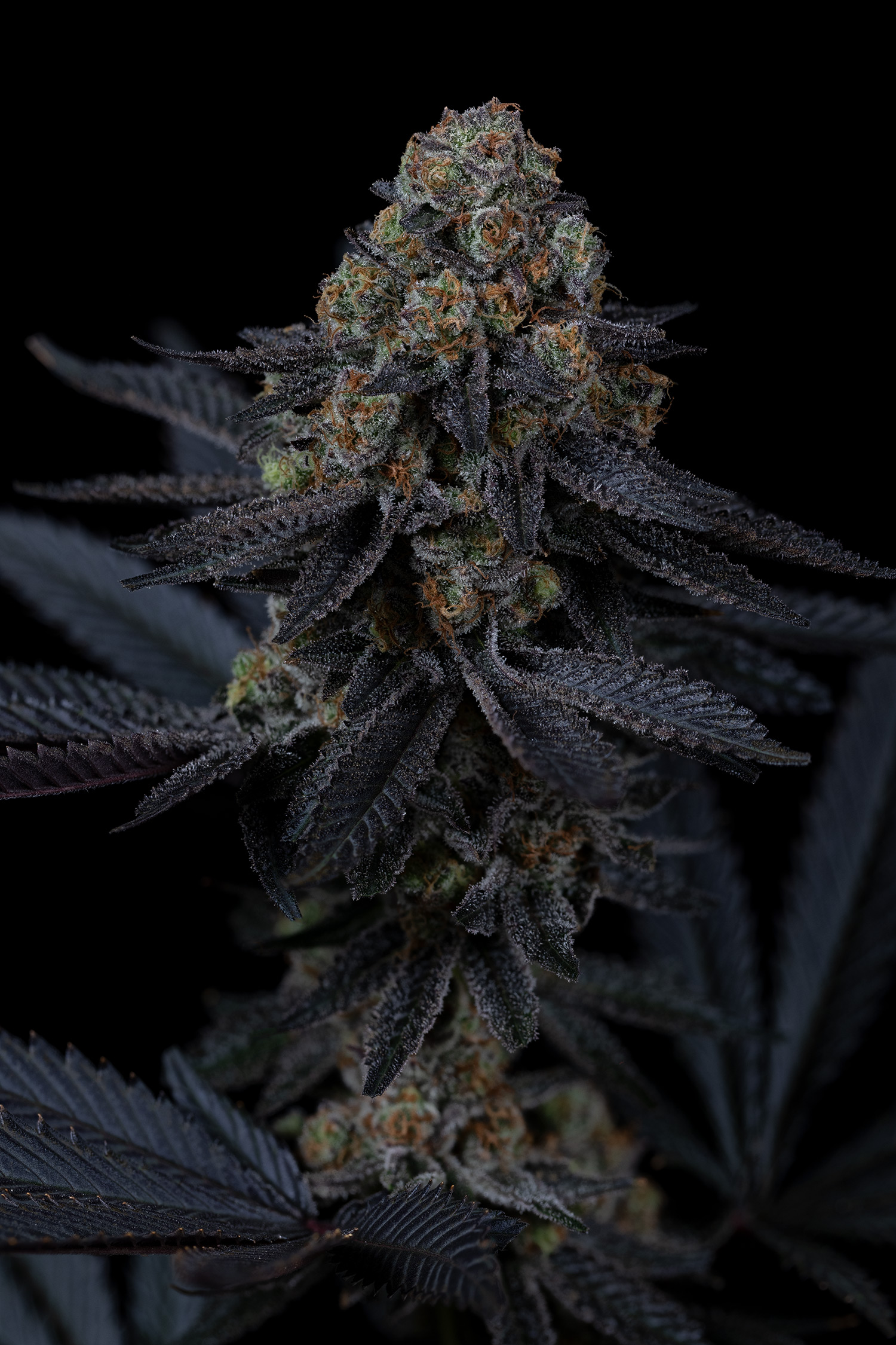 Cannabis Feminization: What Is It + How is it Done? - Maine Clone Company