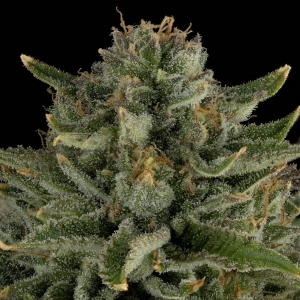 Nuclear Forest - Maine Clone Company