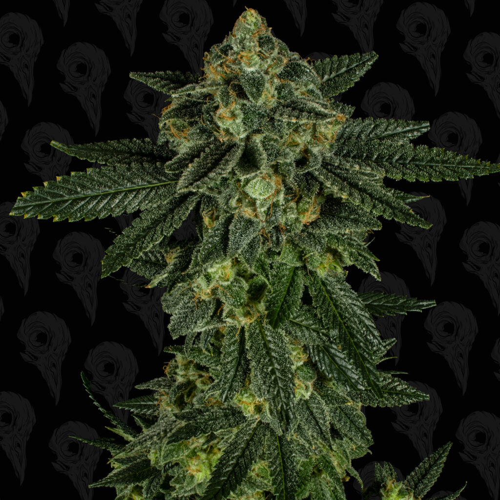 Thousand Islands - Maine Clone Company