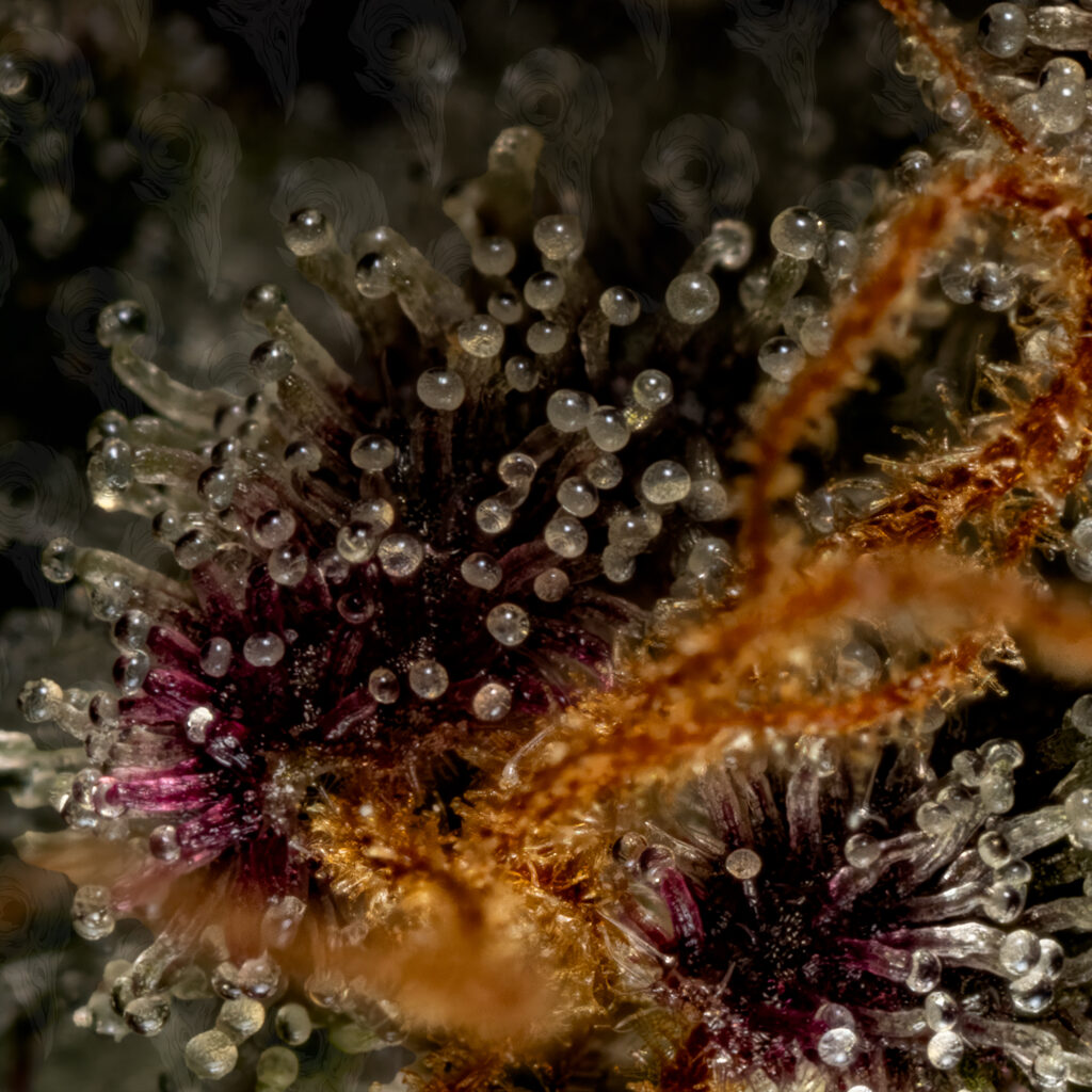 Sex Melon - Maine Clone Company